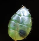 Ant Meat | GURPS Fallout Wiki | Fandom