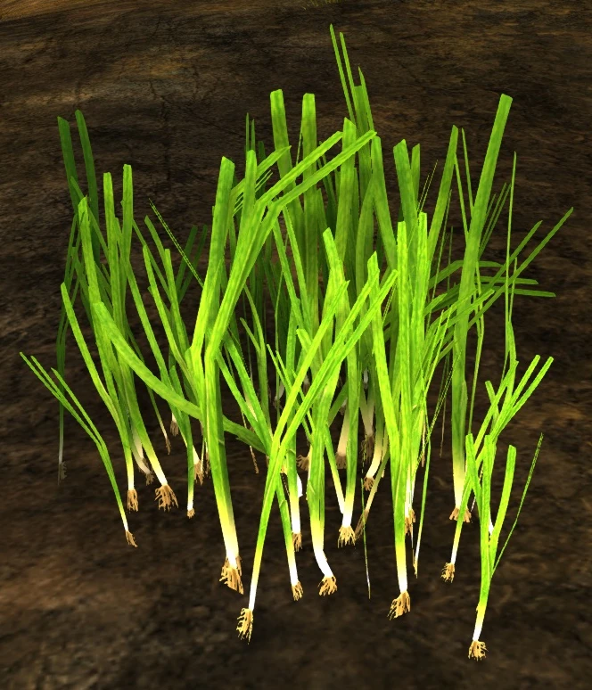 Scallions | ギルドウォーズ2 日本語版 Wiki | Fandom