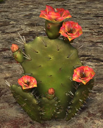 Cactus | ギルドウォーズ2 日本語版 Wiki | Fandom