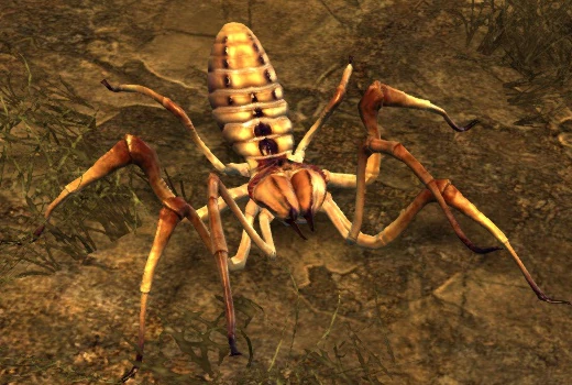 Canyon Spider | ギルドウォーズ2 日本語版 Wiki | Fandom