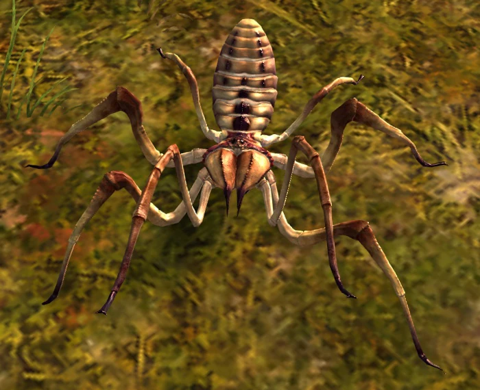 Canyon Spider Hatchling | ギルドウォーズ2 日本語版 Wiki | Fandom