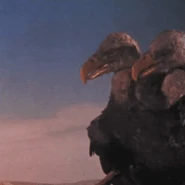 Roc | Ray Harryhausen's Creatures Wiki | Fandom