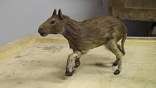 Eohippus | Ray Harryhausen's Creatures Wiki | Fandom