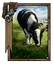 All cards - Gwent Wiki