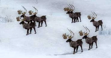 Caribou | GuildWars Wiki | Fandom