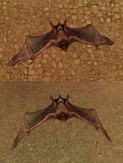 Ambient animals | GuildWars Wiki | Fandom