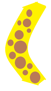 Gyatt Classification | Gyatheology Wiki | Fandom