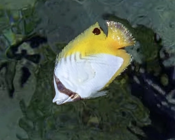 Category:Fish | H2O Just Add Water Wiki | Fandom