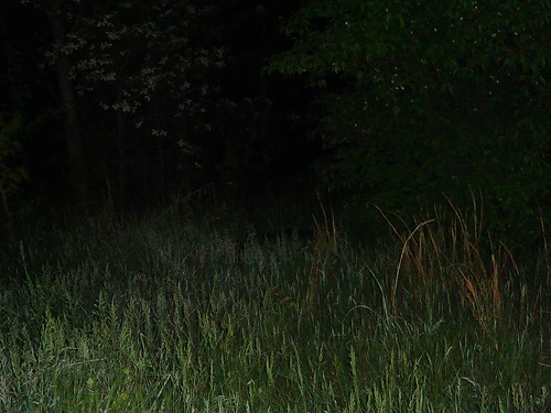 Things that go bump in the night | Halloween Wiki | Fandom