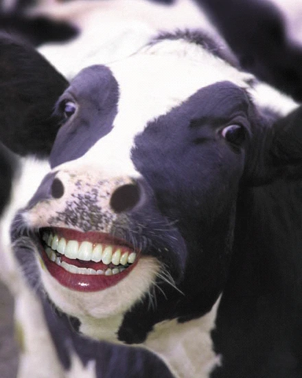 Cow | Spiderboy Wiki | Fandom