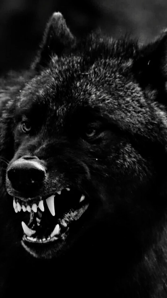 Hadrian Potter - Animagus | Hadrian Potter, Revenge Wiki | Fandom