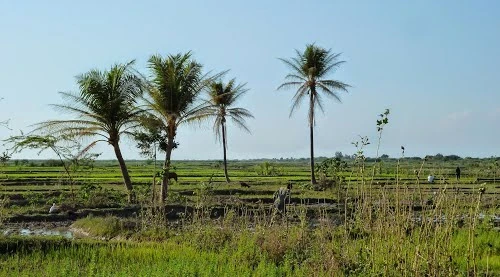 Artibonite Plain | Haiti Local | Fandom