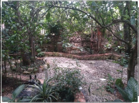 Savane-à-Roche | Haiti Local | Fandom