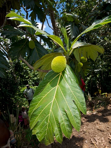 Soufrière | Haiti Local | Fandom