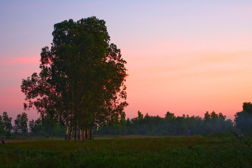 Acul Samedi | Haiti Local | Fandom