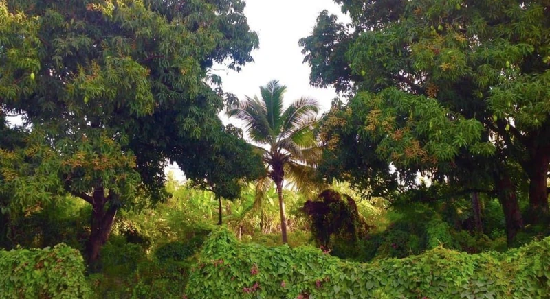 Thomazeau | Haiti Local | Fandom