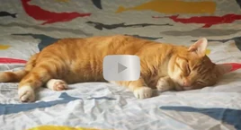 Heartbroken | Halfasleepchris Wiki | Fandom