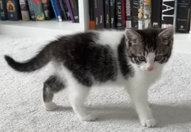 Henry | Halfasleepchris Wiki | Fandom