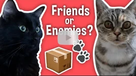 Ralph & Bella Meet For The First Time | Halfasleepchris Wiki | Fandom