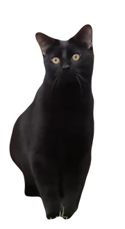 Cats | Halfasleepchris Wiki | Fandom