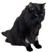 Cats | Halfasleepchris Wiki | Fandom