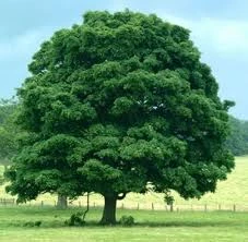 Oracle Tree | Half Moon Academy Wiki | Fandom