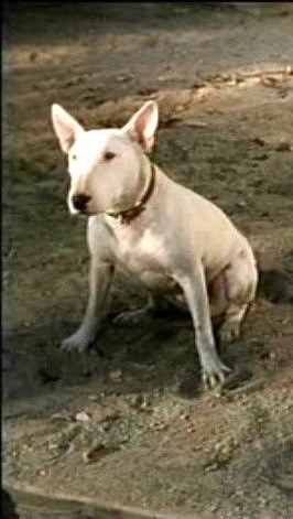 Bull Terrier Bodger Hunter | Hallmark Channel the Heart of TV Wiki | Fandom