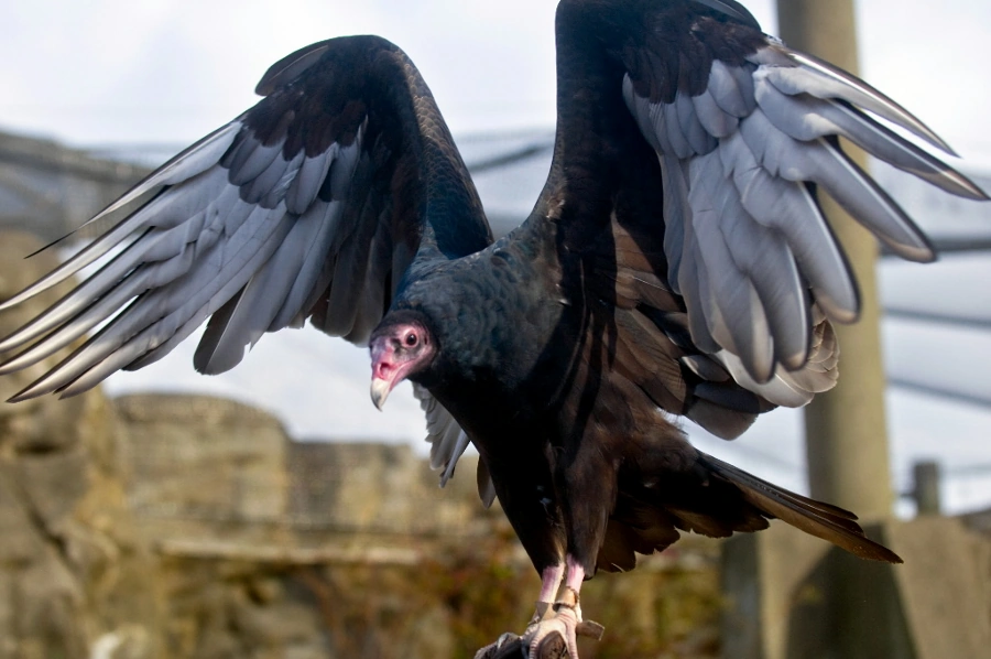 Vulture | Hallopedia | Fandom