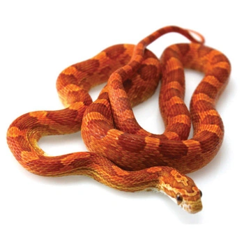 Snake | Hallopedia | Fandom