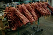 The Thing (2011) | Halloween Horror Nights Wiki | Fandom