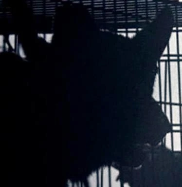 Ivan | Halloween Series Wiki | Fandom