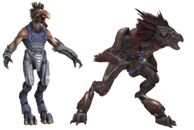 halo jackal evolution