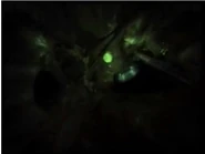Gravemind | Halopedia | Fandom