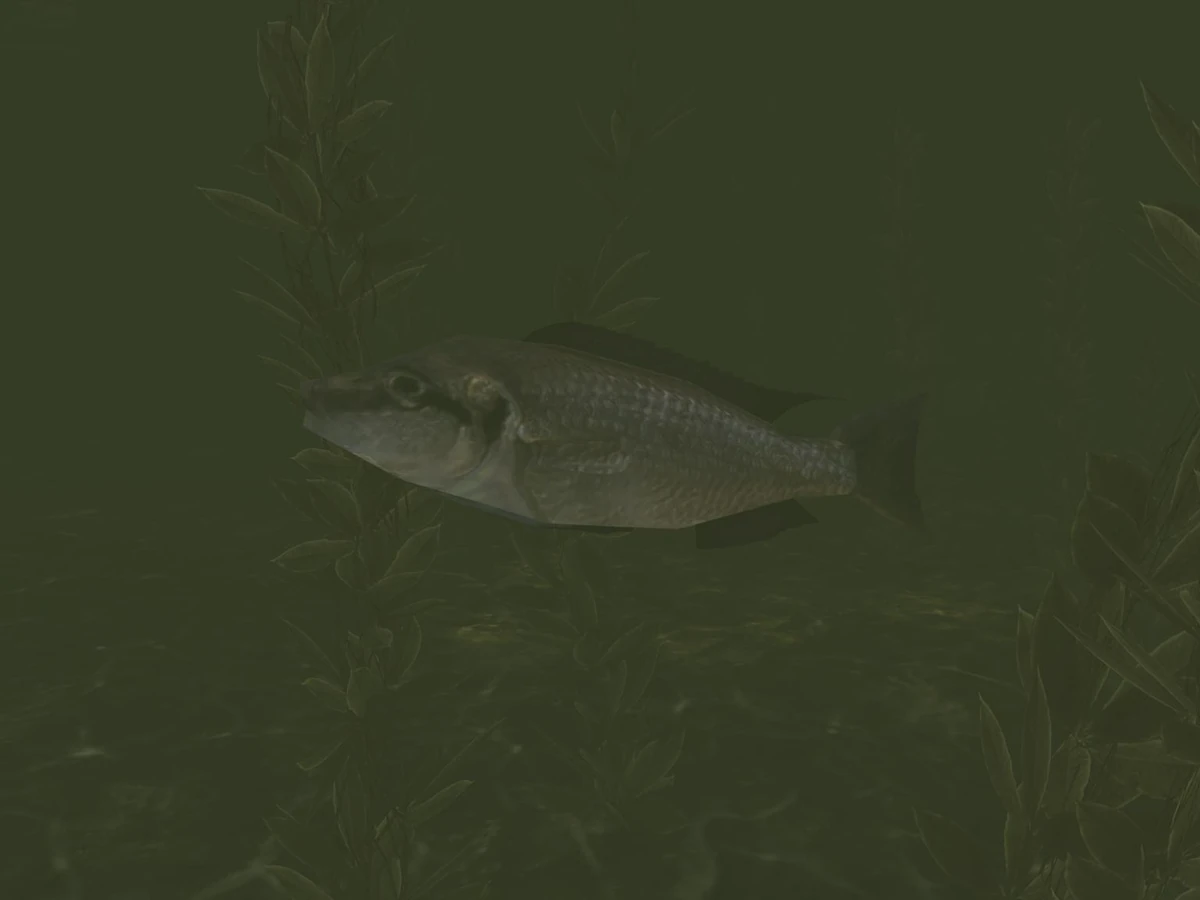 Peces | Halopedia | Fandom