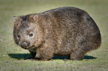 Roland | Halo Fanon | Fandom