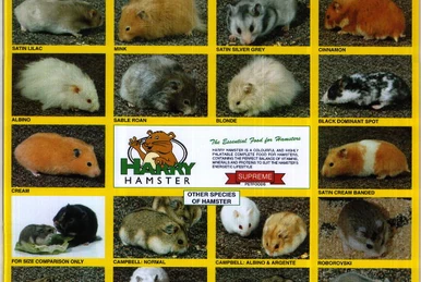 All Hamster Breeds With