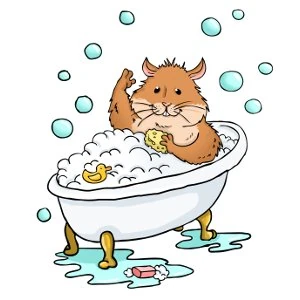 How to wash a hamster: All about hamster grooming | Hamsters Wiki | Fandom