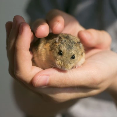 What Are the Parts of a Hamster Body? | Hamsters Wiki | Fandom