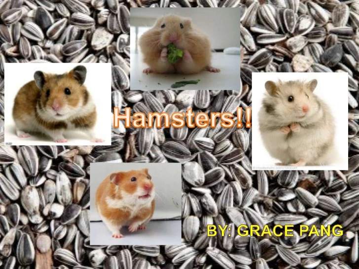 Hamsters | Hamsters Wiki | Fandom