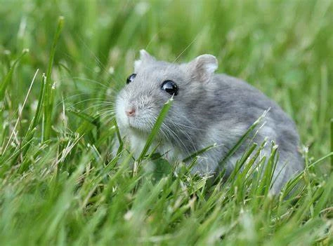 Russian Dwarf Hamster Grey Zoologger: Dozy Hamsters Reverse The Ageing