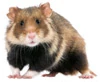 Hamster Species | Hamsters Wiki | Fandom