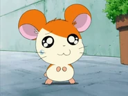 Happy Ham-Ham Wedding!/Gallery | The Hamtaro Wiki | Fandom