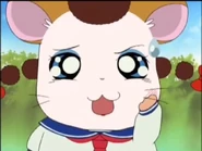 Pepper/Gallery | The Hamtaro Wiki | Fandom