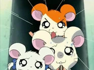 Happy Ham-Ham Wedding!/Gallery | The Hamtaro Wiki | Fandom