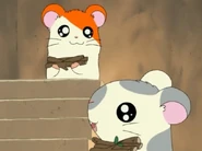 The Ham-Ham Clubhouse (episode)/Gallery | The Hamtaro Wiki | Fandom