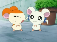 Happy Ham-Ham Wedding!/Gallery | The Hamtaro Wiki | Fandom