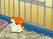 The Ham-Ham Clubhouse (episode)/Gallery | The Hamtaro Wiki | Fandom