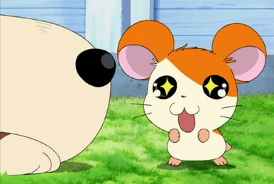 Travis Hamtaro Hamtaro: Season 1 (2000) — The Movie Database (TMDB)