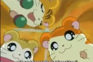 Pop Star/Gallery | The Hamtaro Wiki | Fandom