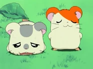 The Ham-Ham Clubhouse (episode)/Gallery | The Hamtaro Wiki | Fandom